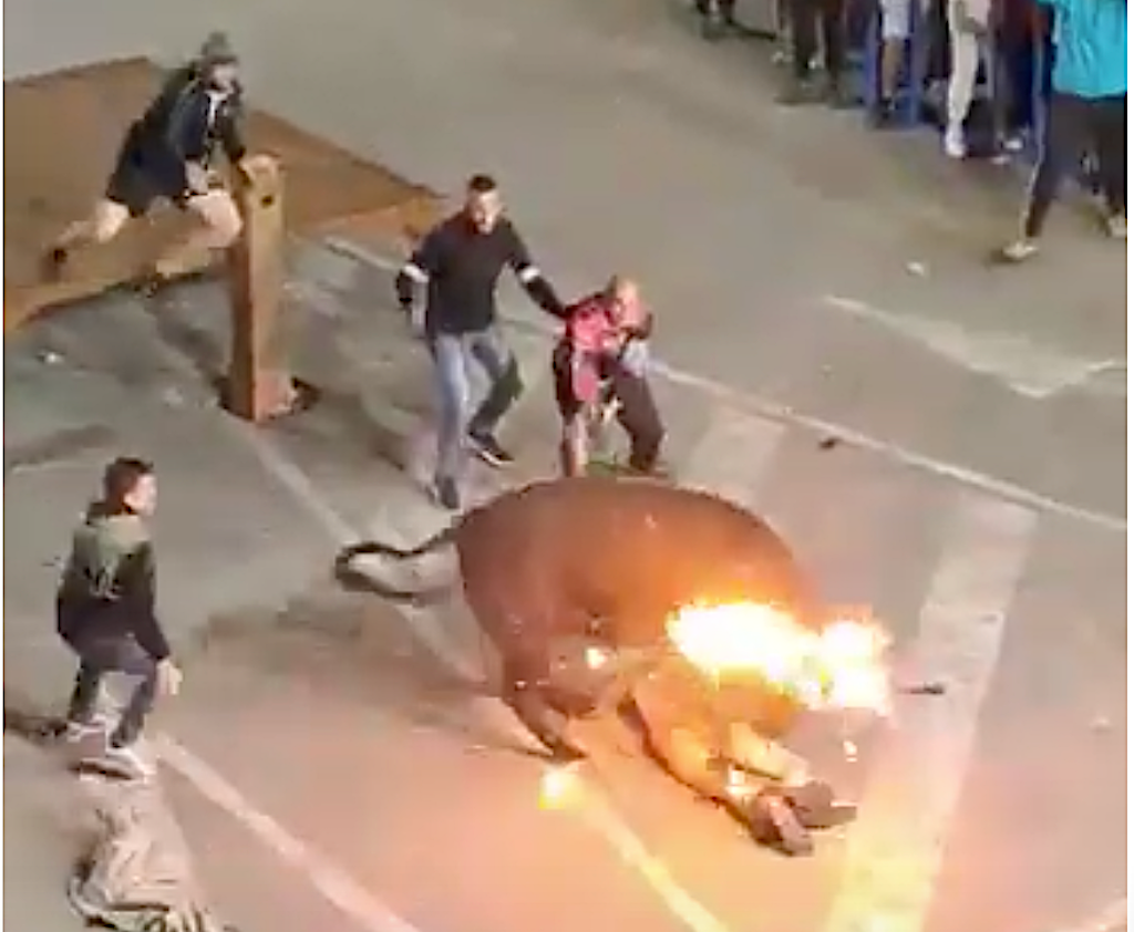 Jove ferit per un bou embolat a Teulada [Vídeo]